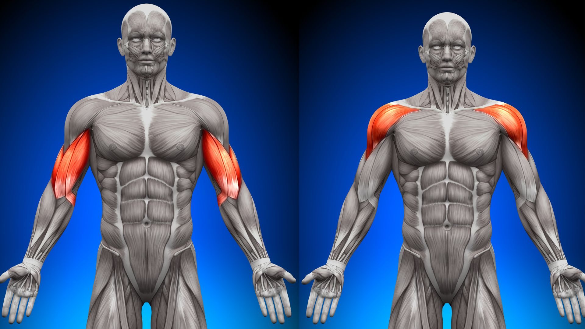 Hipertrofia Muscular: Qué es y Cómo Lograrla | TrakPhysio